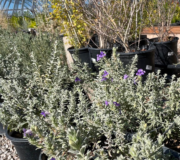 Bluebells Emu Bush – wineingernurseries